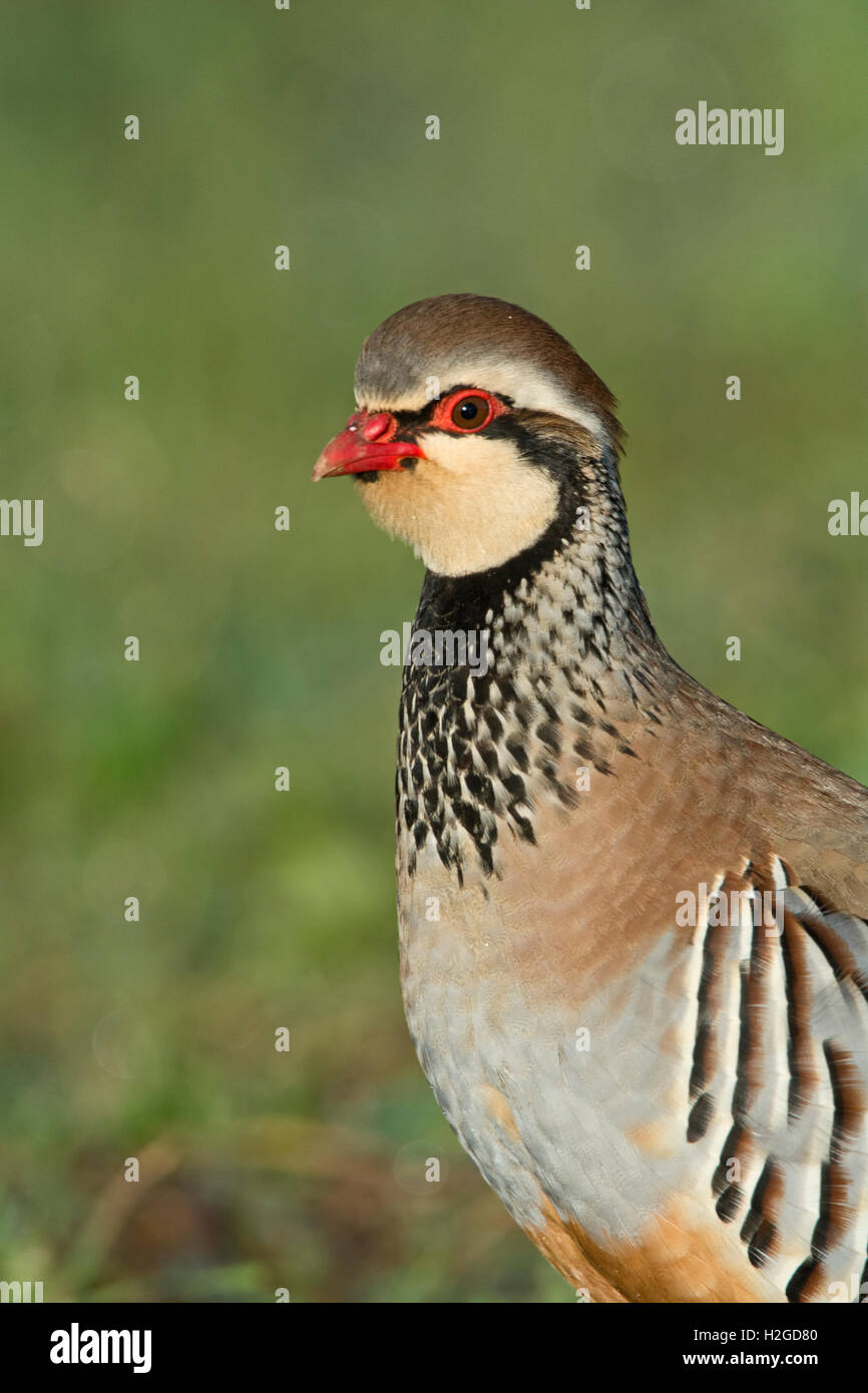 Red legged partridge hi-res stock photography and images - Alamy