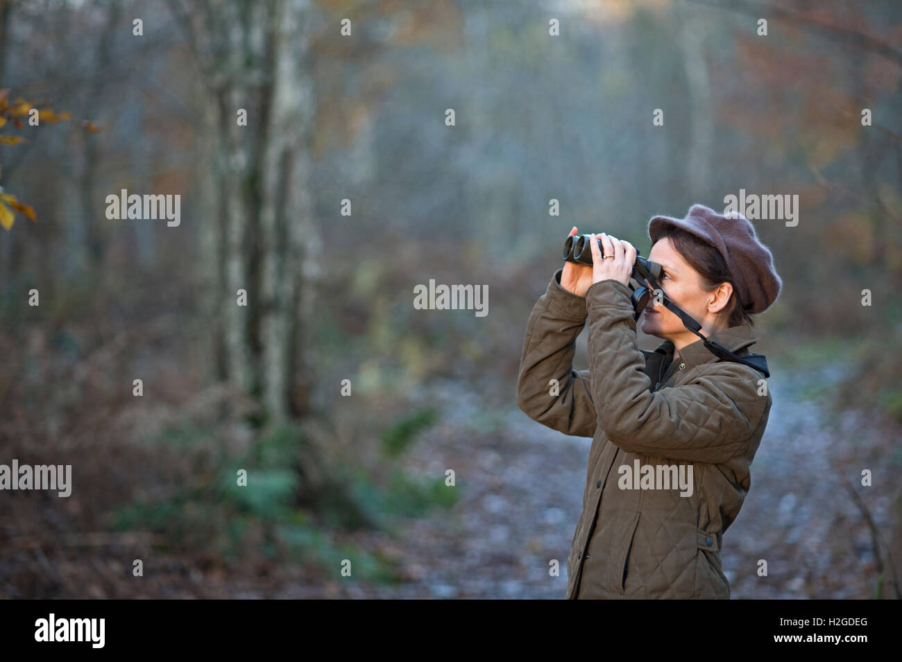 Woman birding in woodland in autumn Norfolk Stock Photo - Alamy