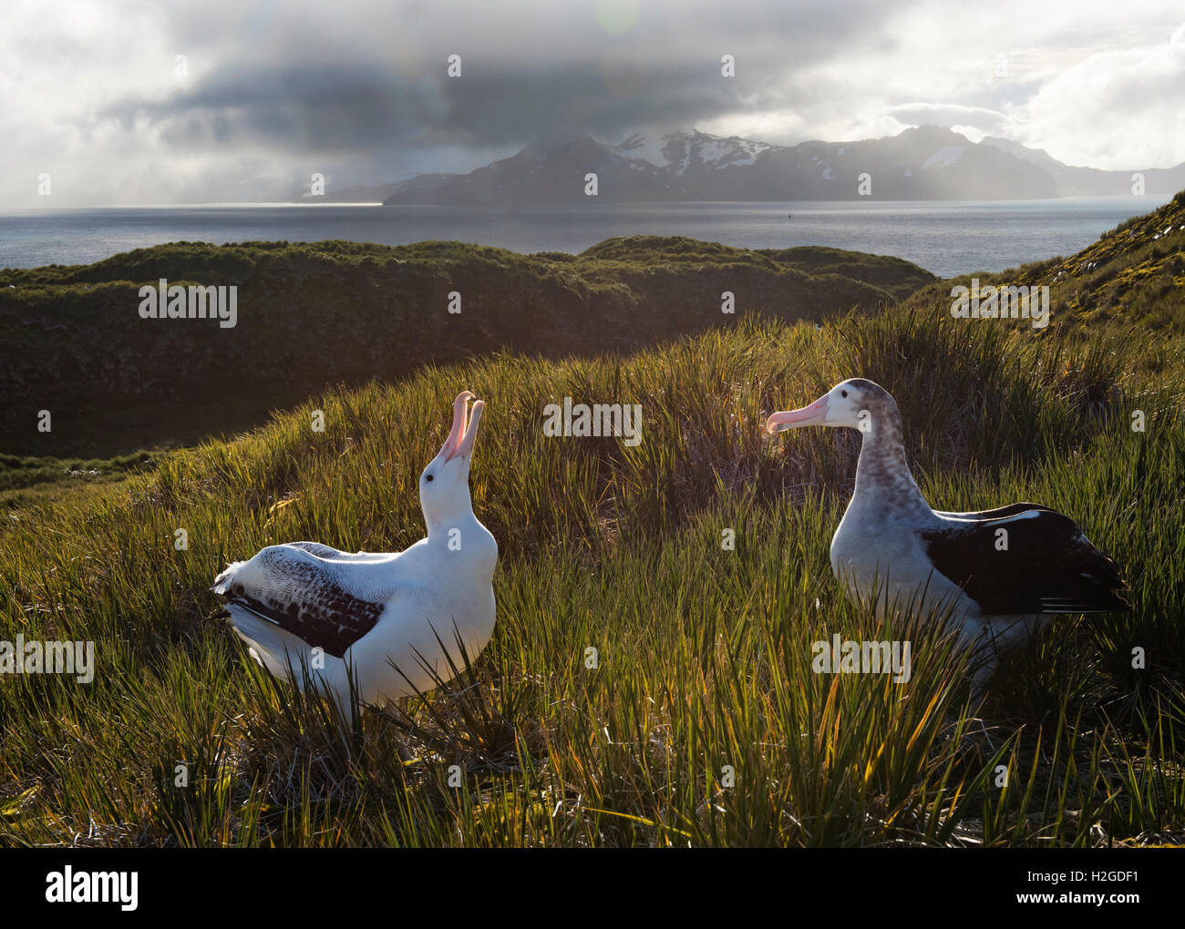 Wandering Albatross diomeda exulans displaying on Albatross Island Bay ...