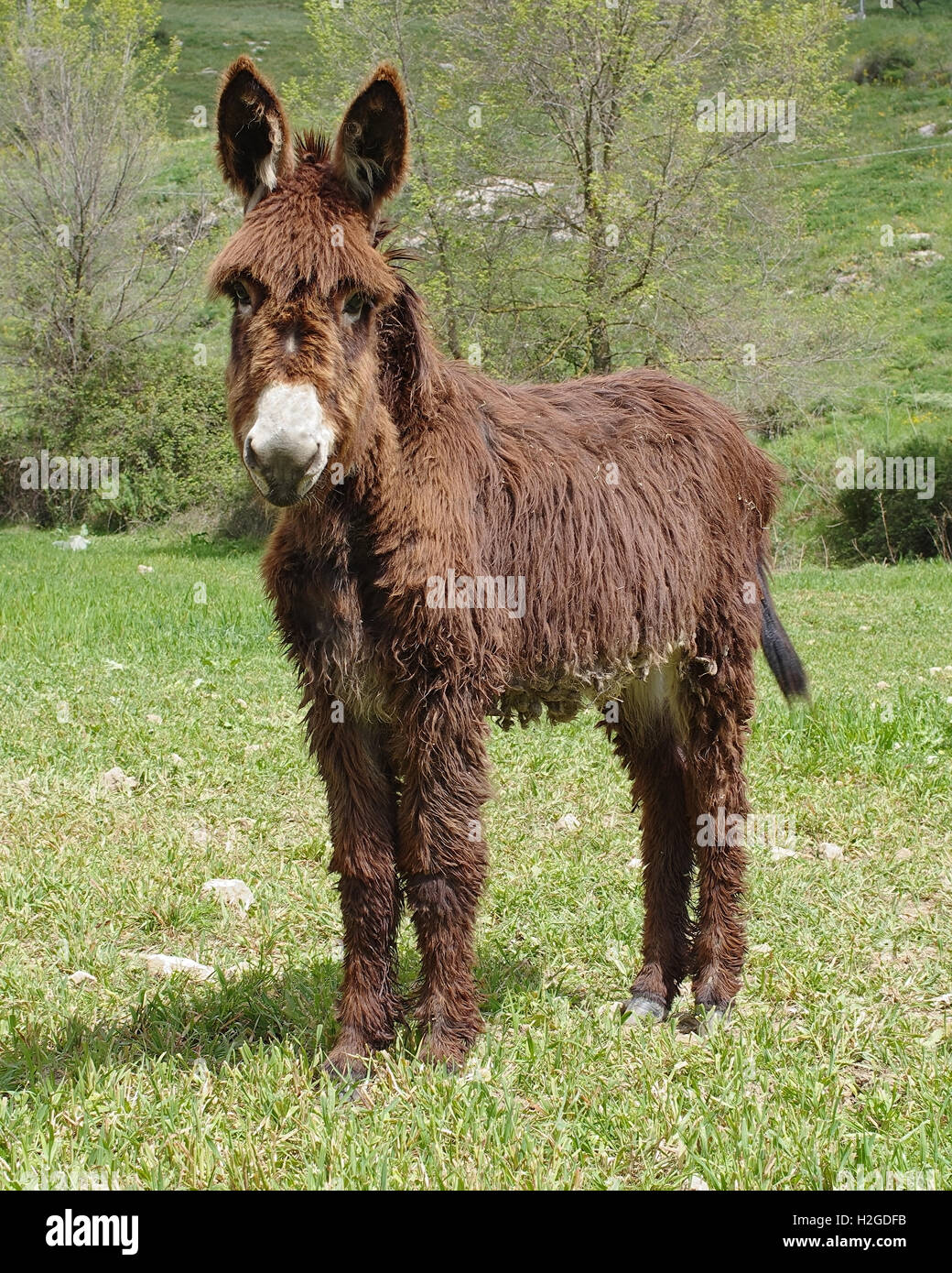 Photo of a donkey taken at a farm in Sicily, Italy Stock Photo - Alamy