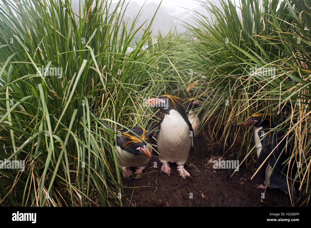 Macaroni Penguins Eudyptes chrysolophus among tussock at breeding ...