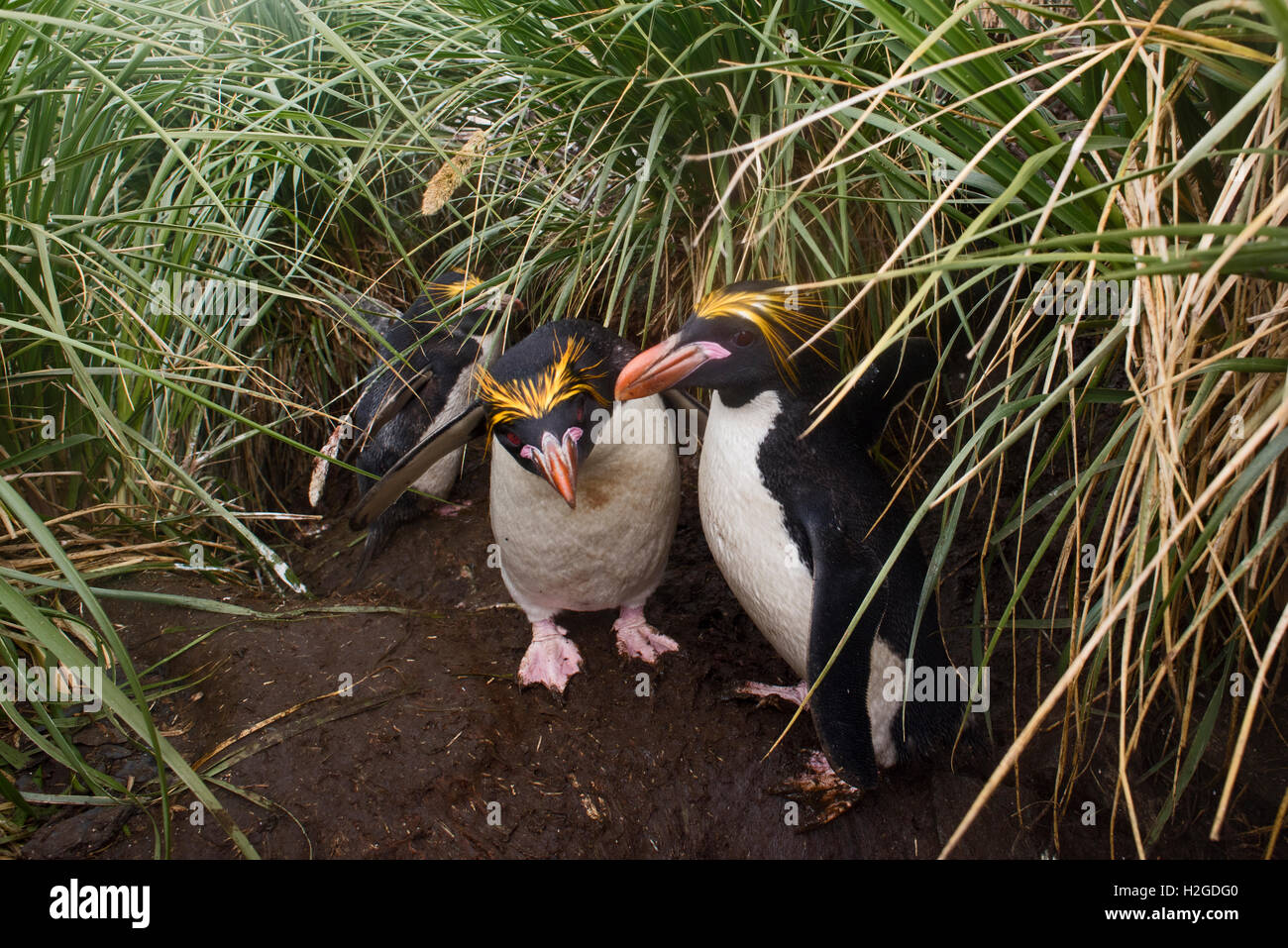 Colony of macaroni penguins hi-res stock photography and images - Alamy