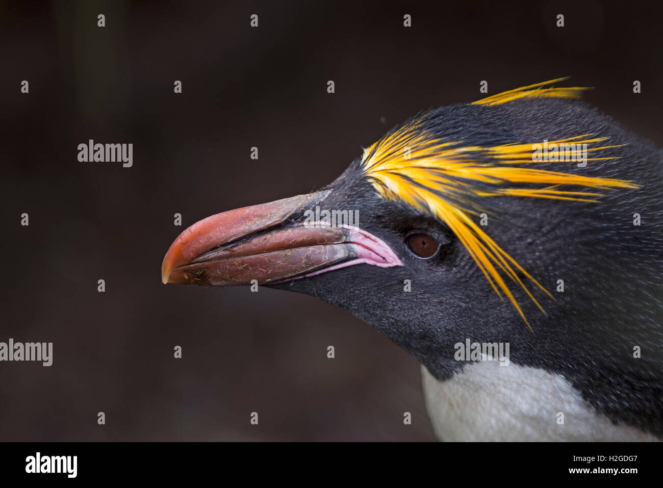 Macaroni Penguins Eudyptes chrysolophus among tussock at breeding ...