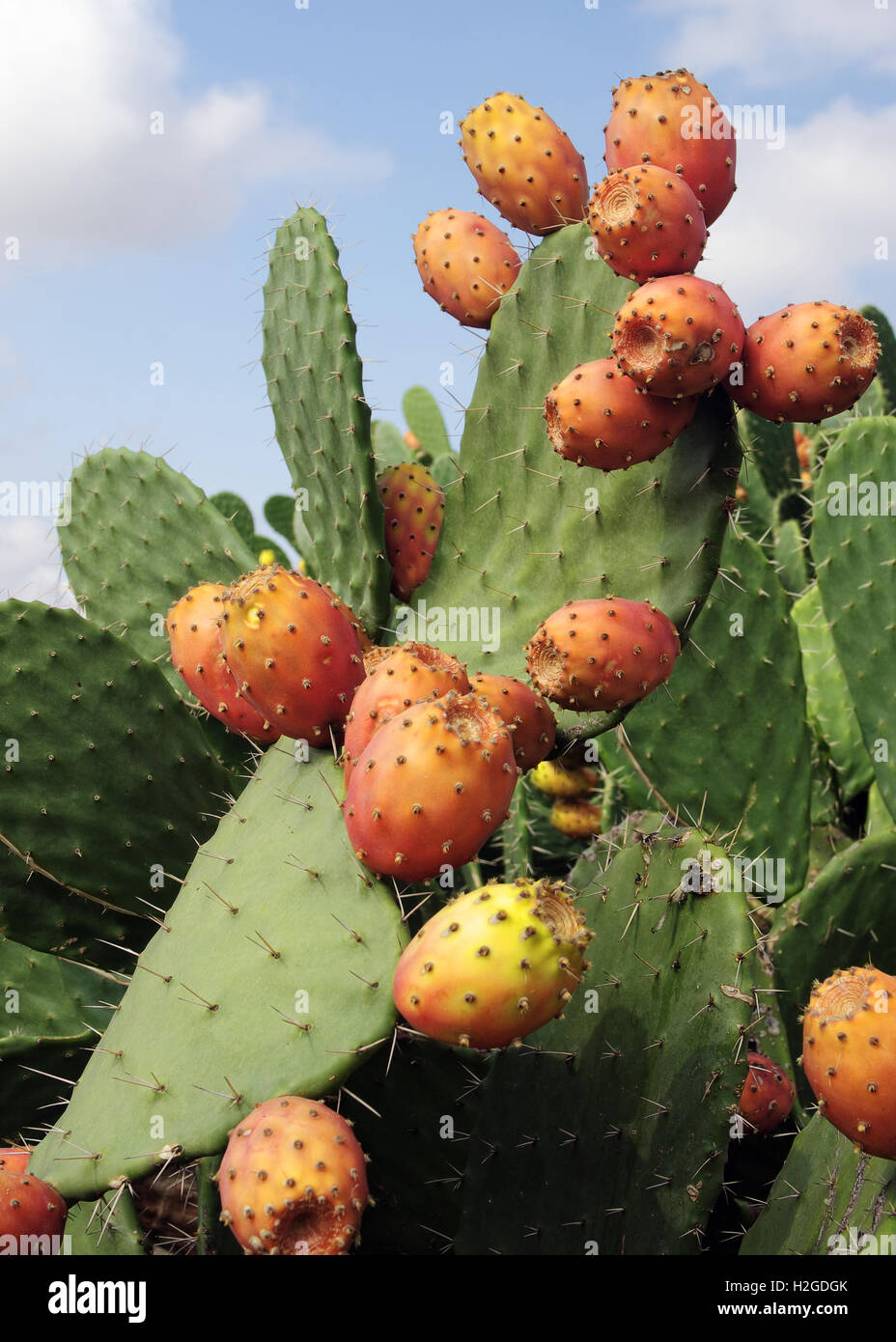 Cactus sicily hi-res stock photography and images - Alamy