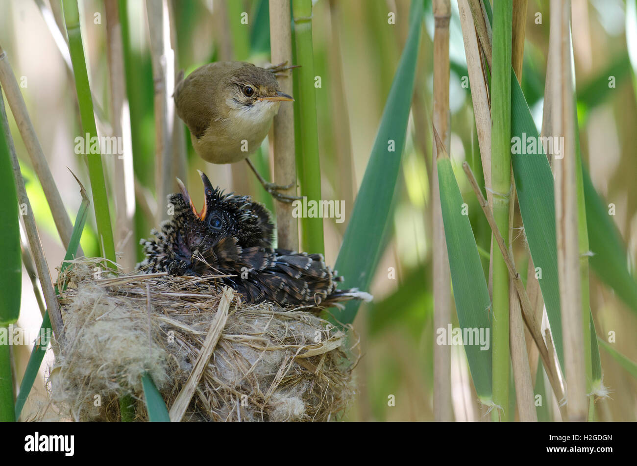 Reedbed nest hi-res stock photography and images - Alamy