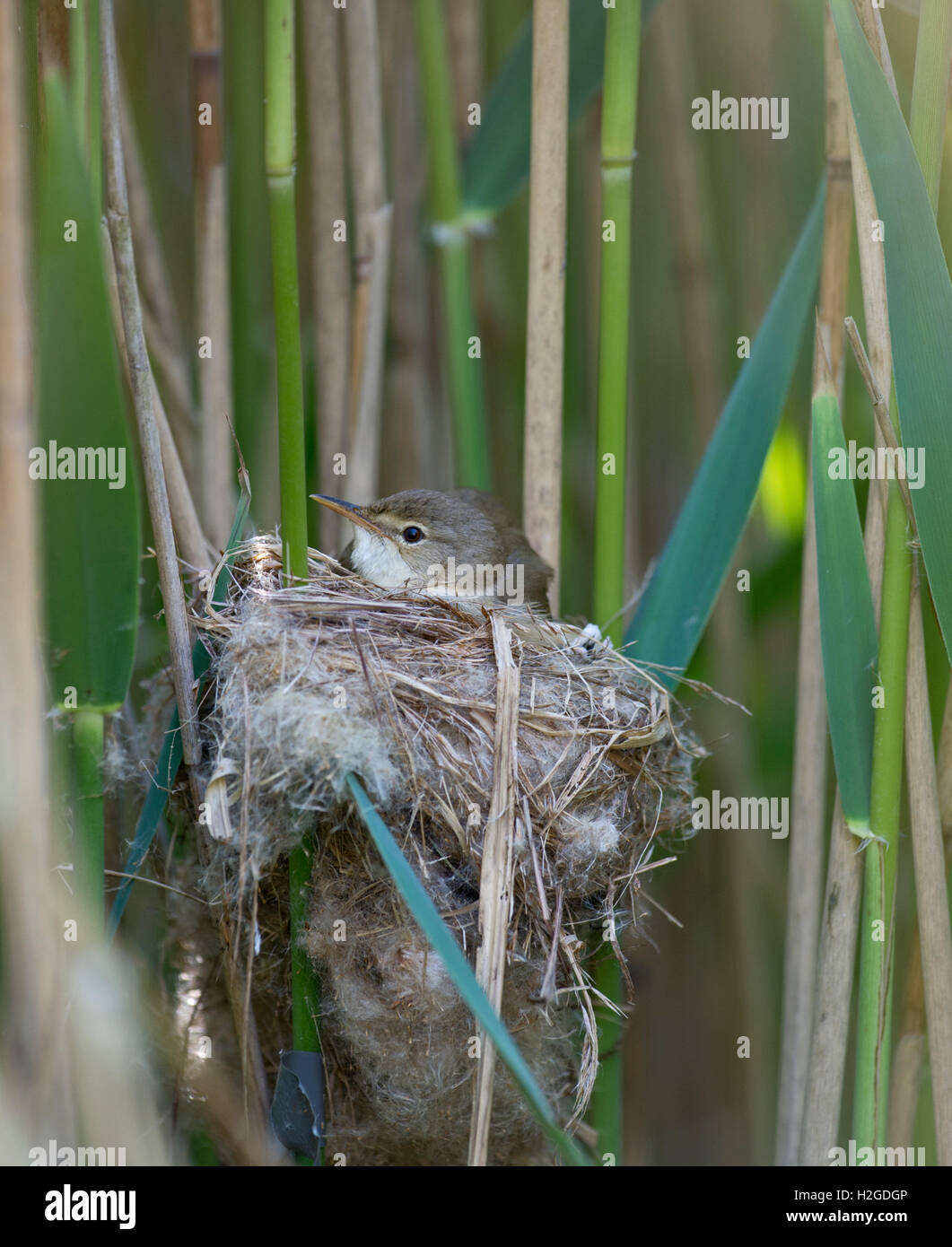 Reed Warbler brooding young Cuckoo Canorus cuculus in Reed Warblers ...