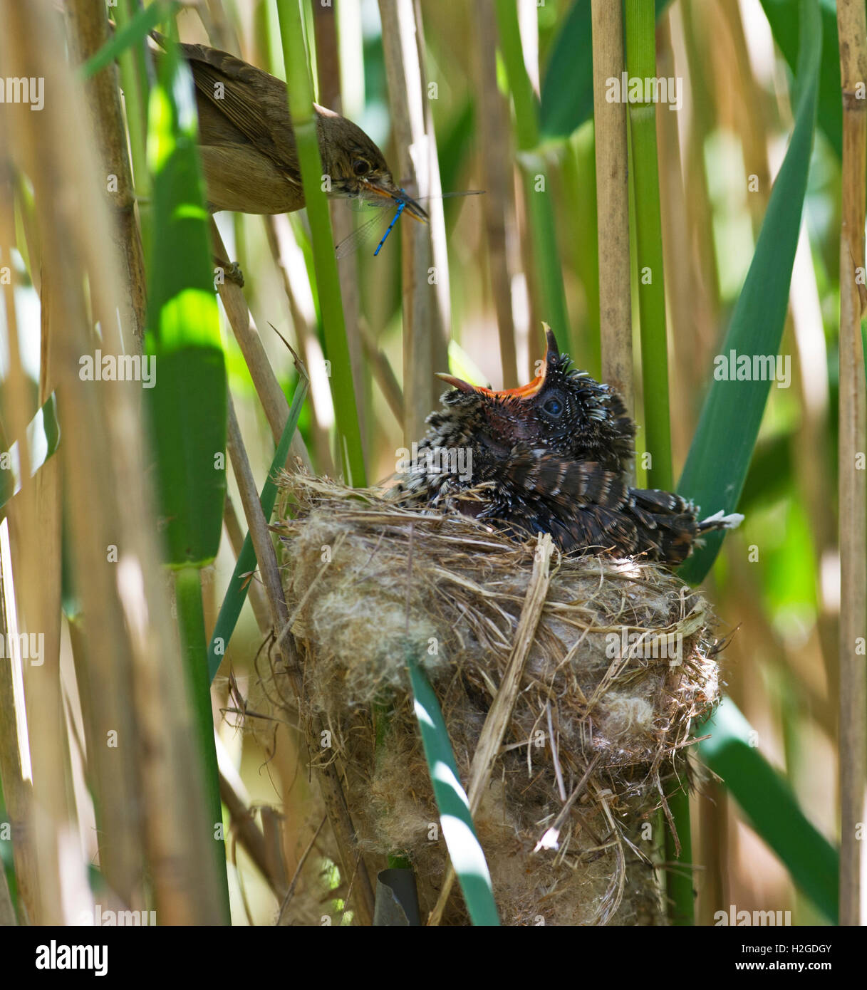 Young Cuckoo Canorus cuculus in Reed Warblers nest in reedbed Norfolk ...