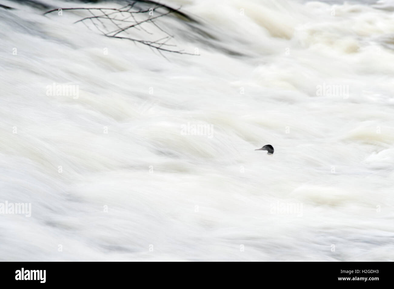 Dumfries bird birds duck sawbill hi-res stock photography and images ...