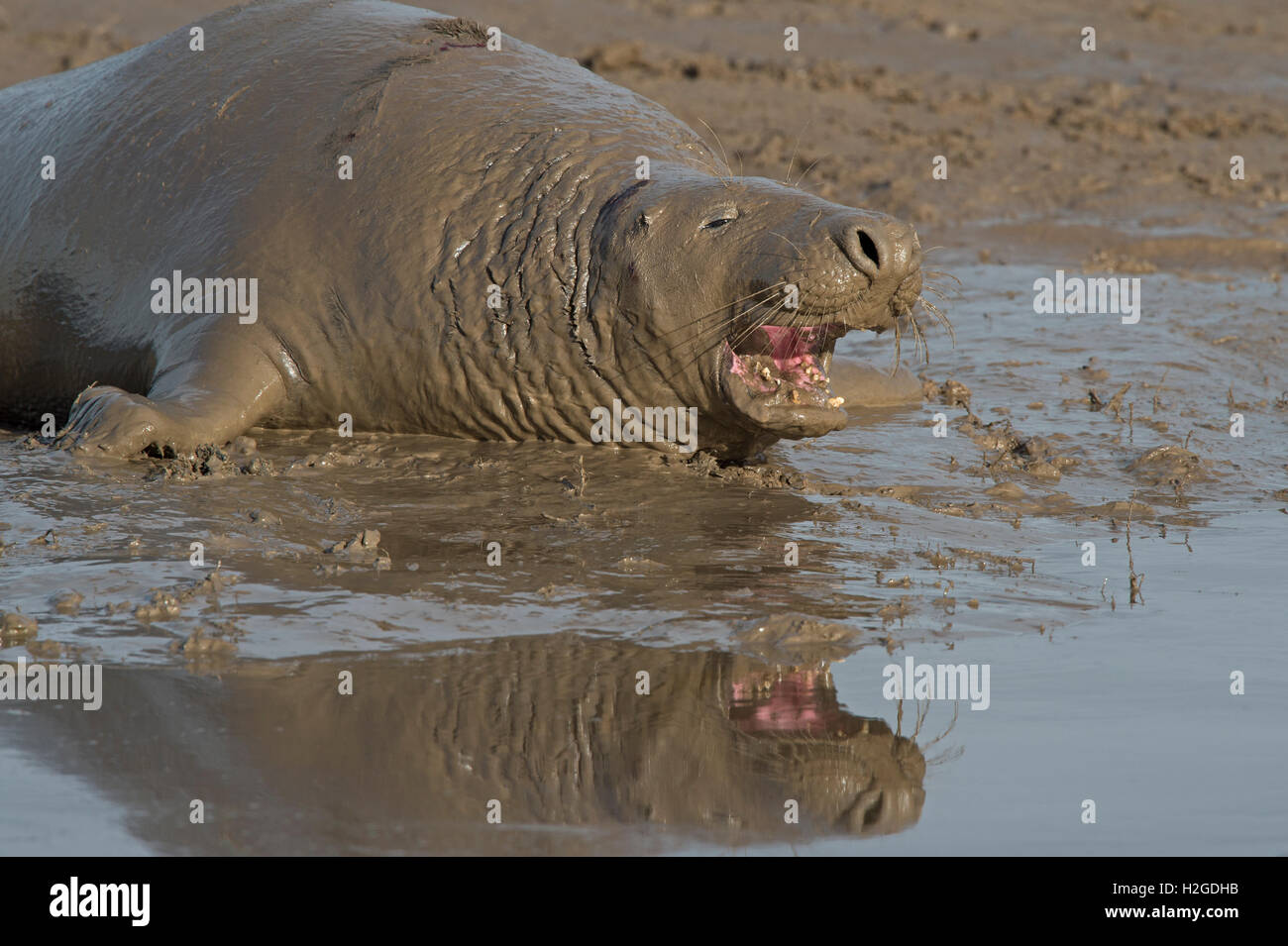 Grey Seal bull Halichoerus grypus covered in mud Donna Nook ...