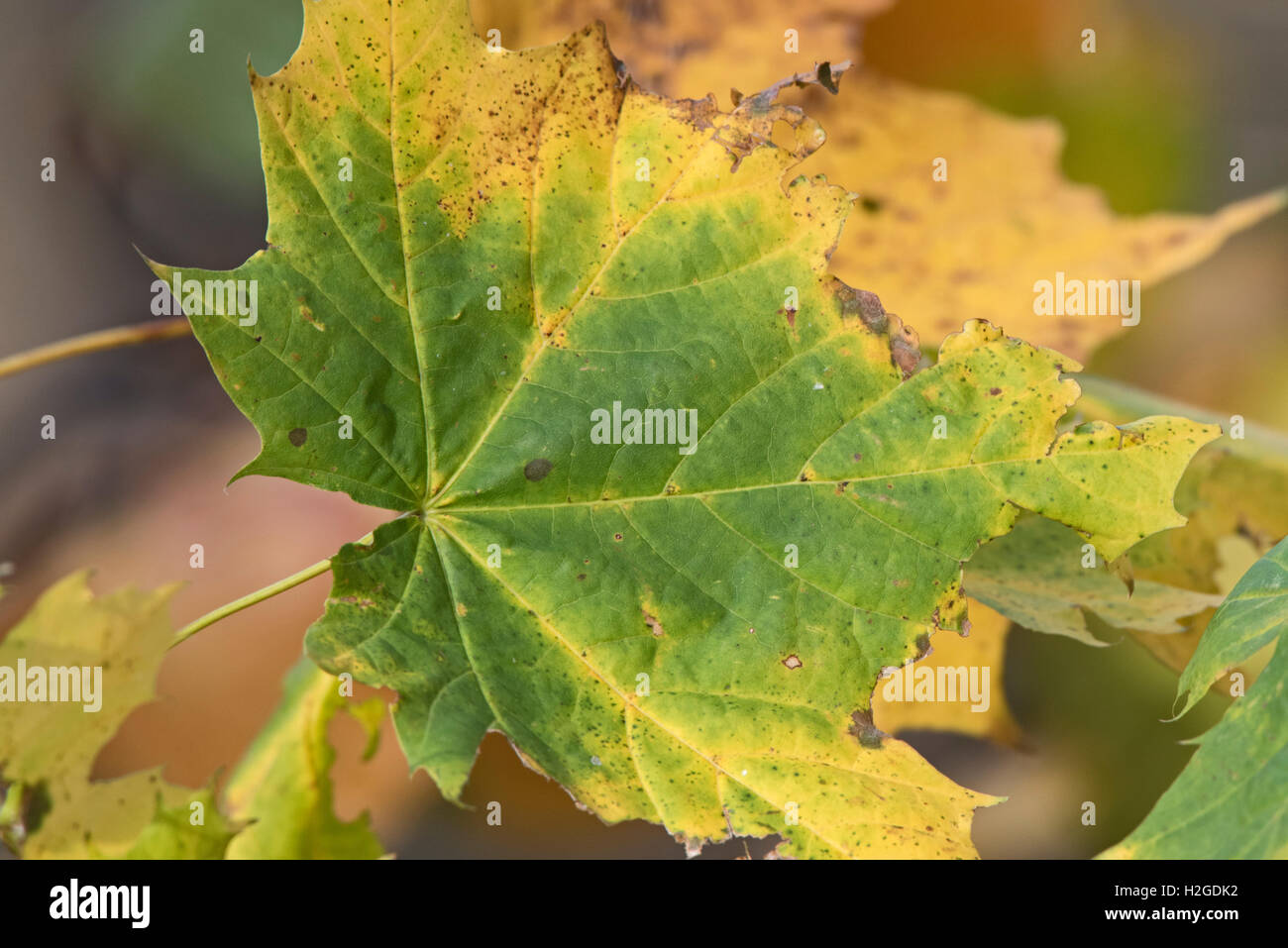 Sycamore leaf in autumn Norfolk Stock Photo - Alamy