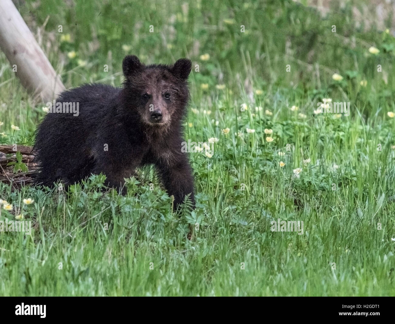 Grizzly bear cub looking at the camera Stock Photo - Alamy