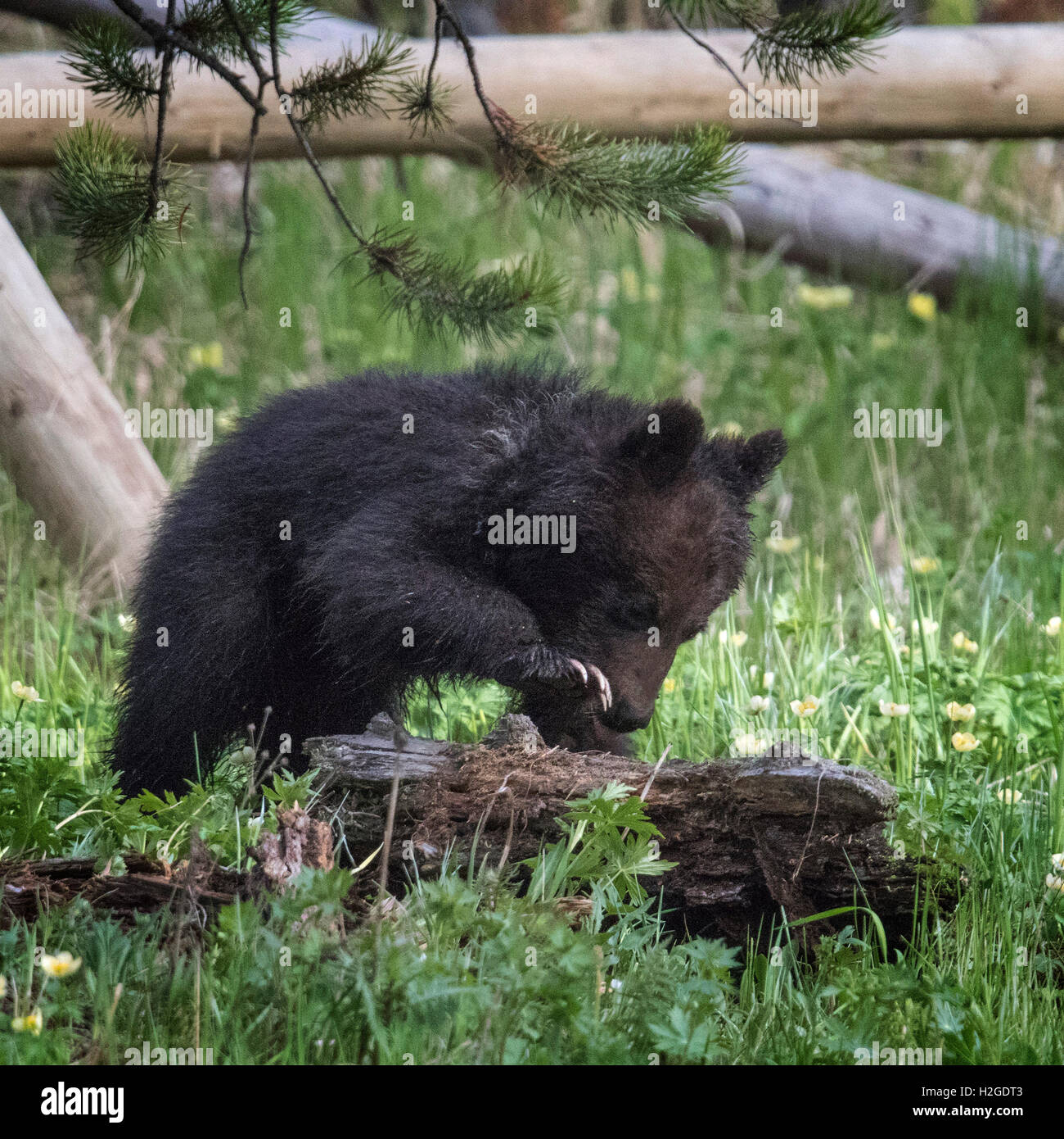 Yellowstone grizzly bear sow cub hi-res stock photography and images ...