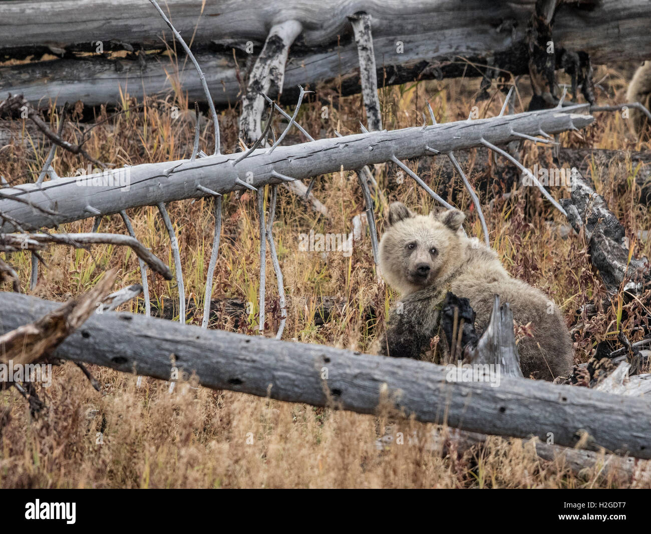 Grizzly Bear Cub looking back to see if Mama is still there Stock Photo ...