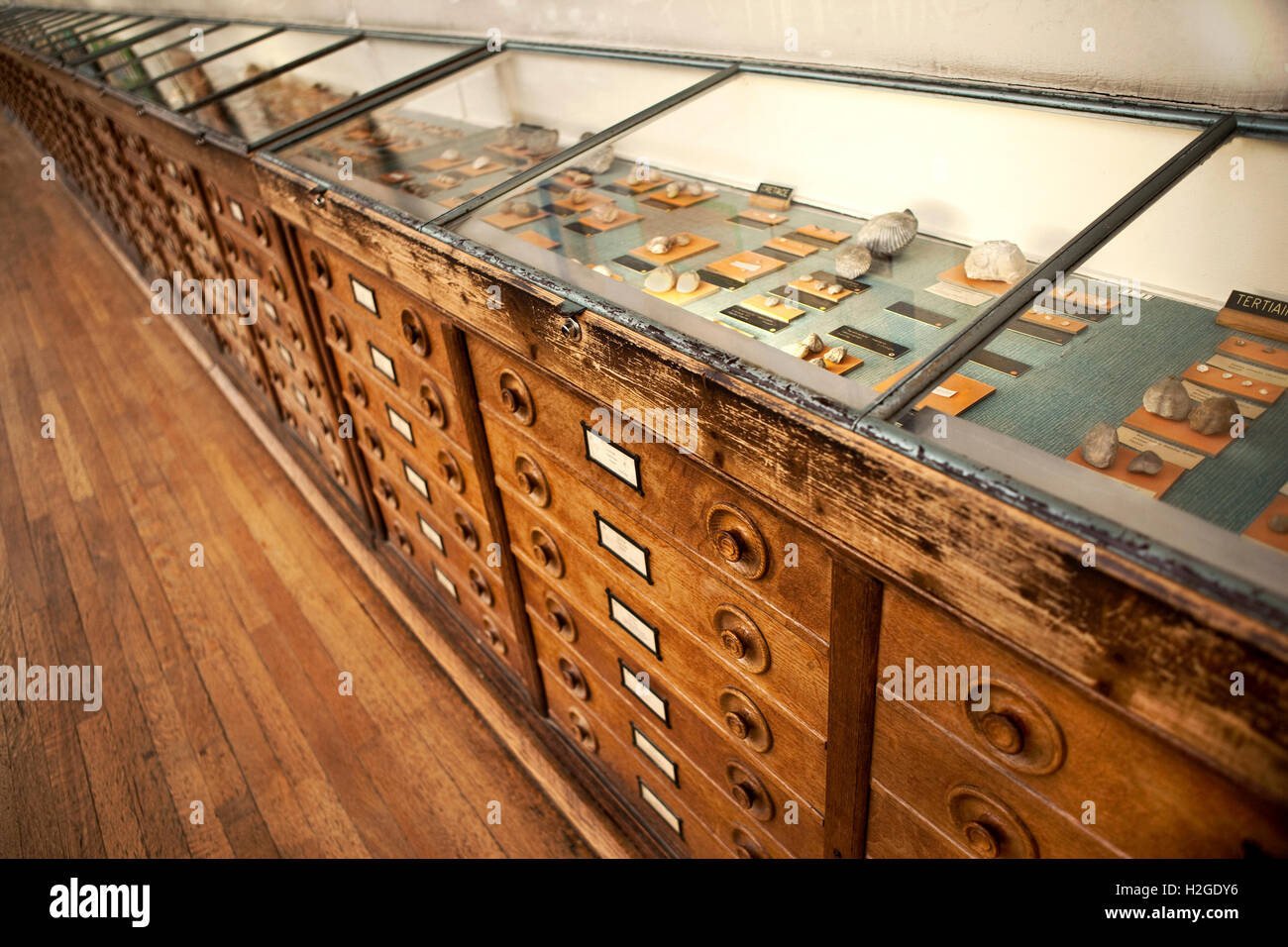 Old wooden window in a natural history museum in France Stock Photo - Alamy
