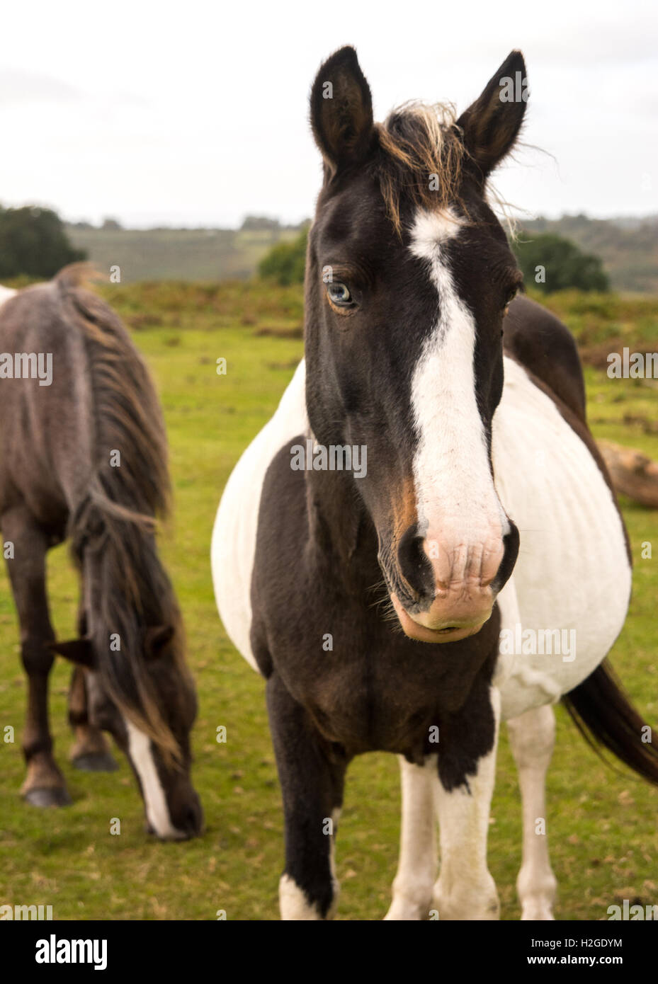 Photos Of Pinto Horses