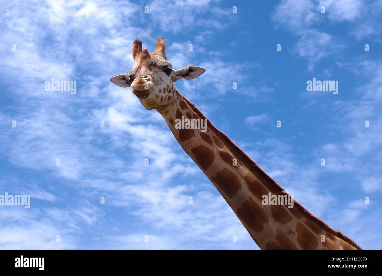 closeup of giraffe portrait over sky Stock Photo - Alamy