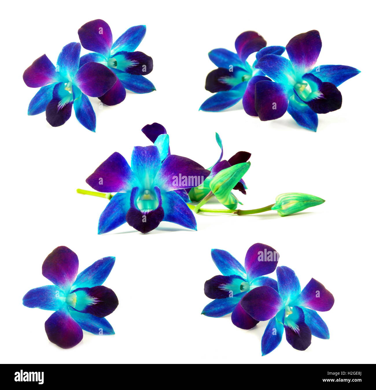 beautiful purple orchid flowers set Stock Photo - Alamy