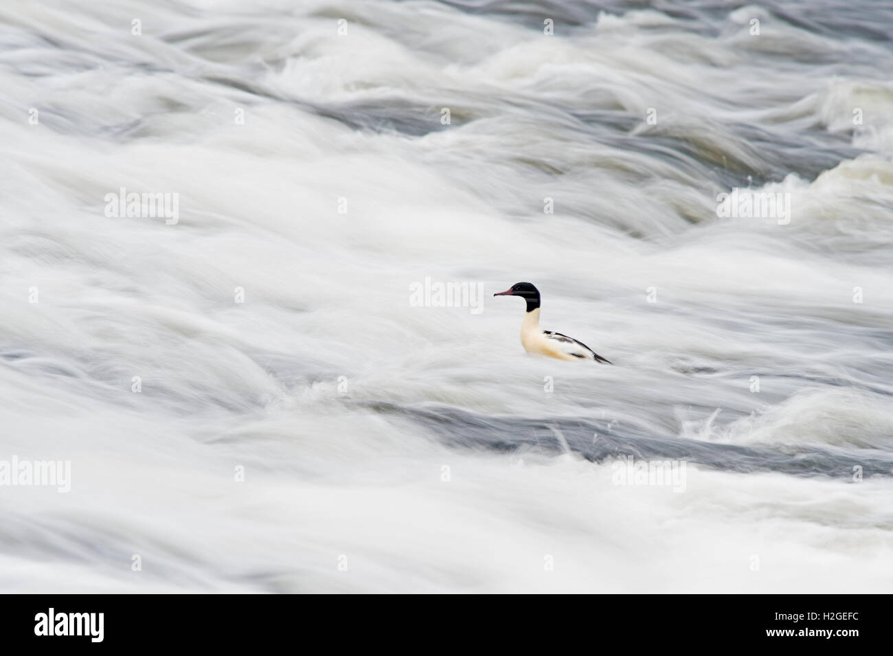 Dumfries bird birds duck sawbill hi-res stock photography and images ...