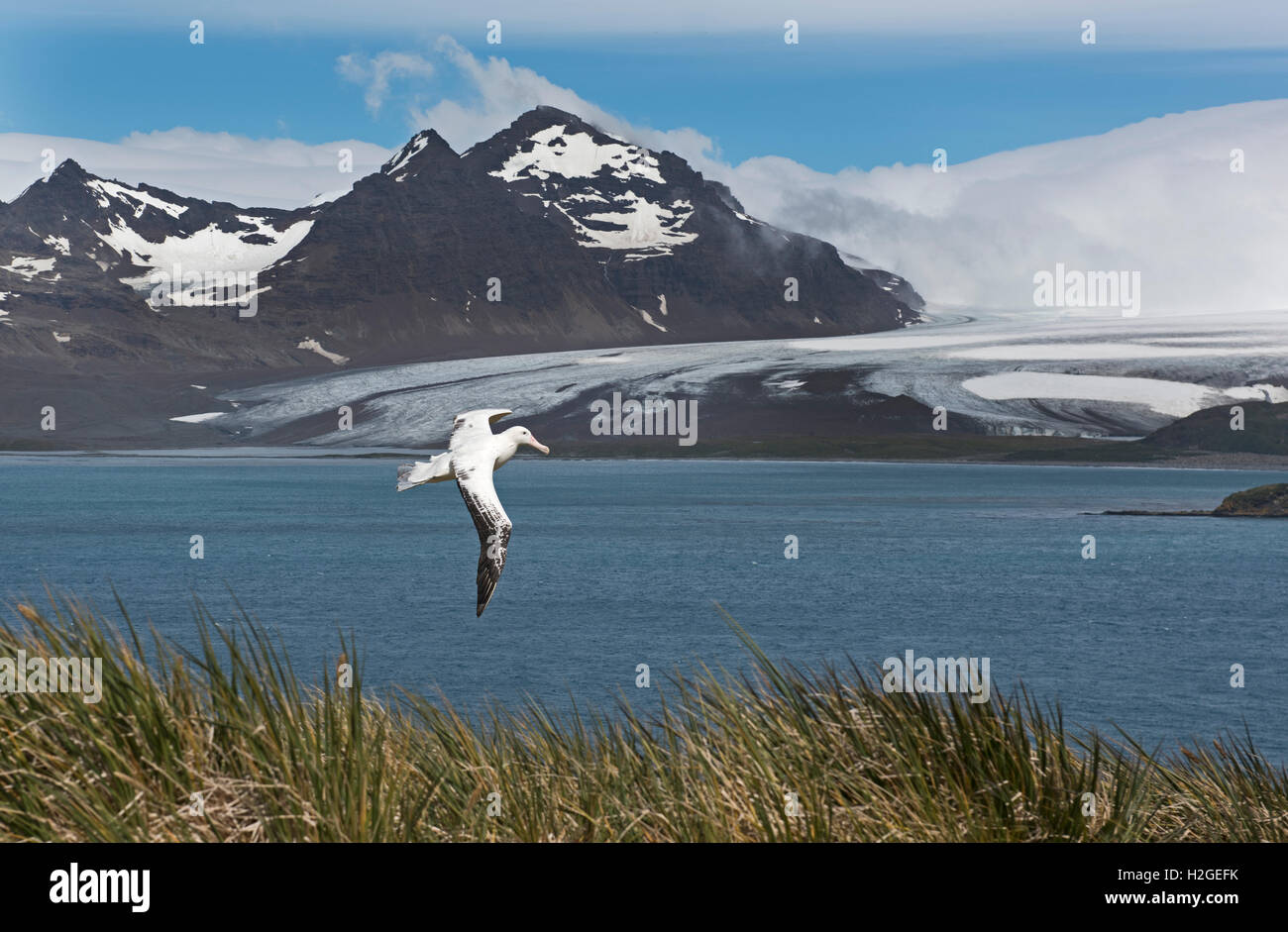 Wandering Albatross Diomeda exulans on Albatross Island in Bay of Isles ...