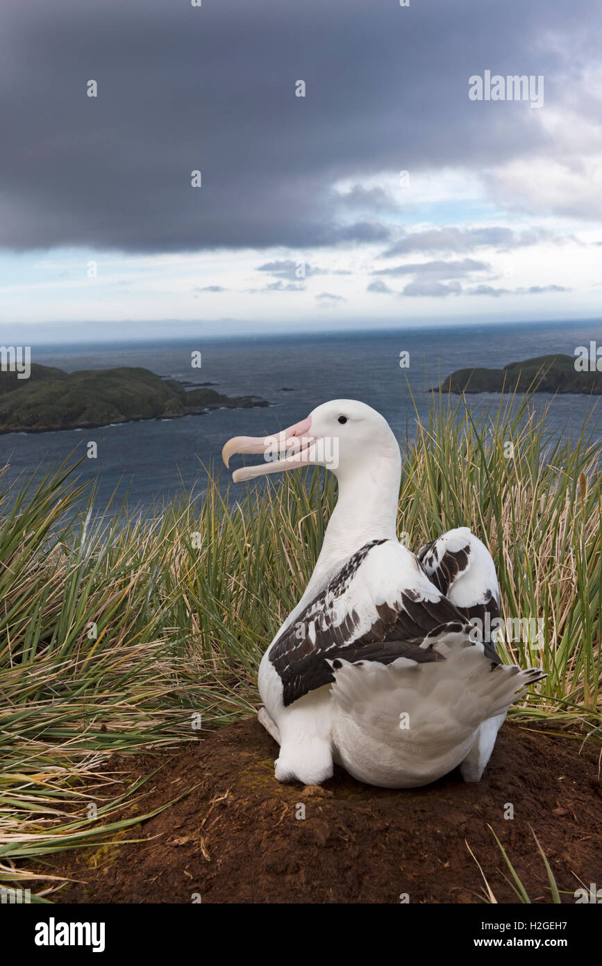 Wandering Albatross Diomeda exulans on Albatross Island in Bay of Isles ...