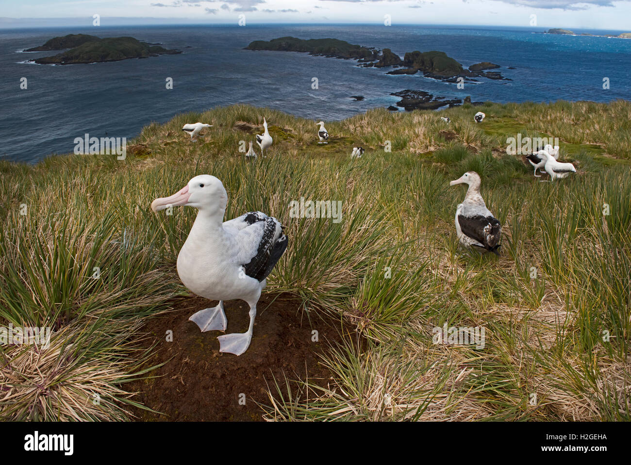 Wandering Albatross Diomeda exulans on Albatross Island in Bay of Isles ...
