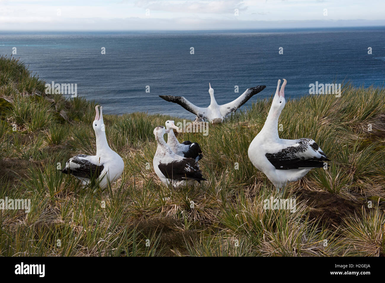 Wandering Albatross Diomeda exulans displaying on Albatross Island in ...