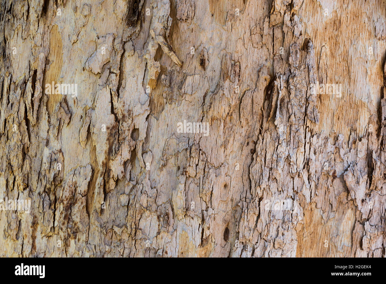 old tree bark for nature background use Stock Photo - Alamy