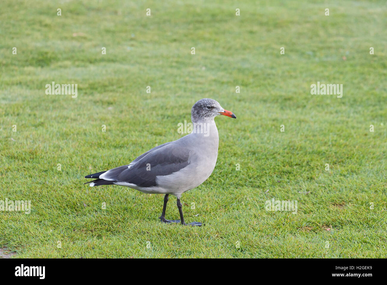 Heermann's Gull (Larus heermanni), adult in winter plumage Stock Photo ...