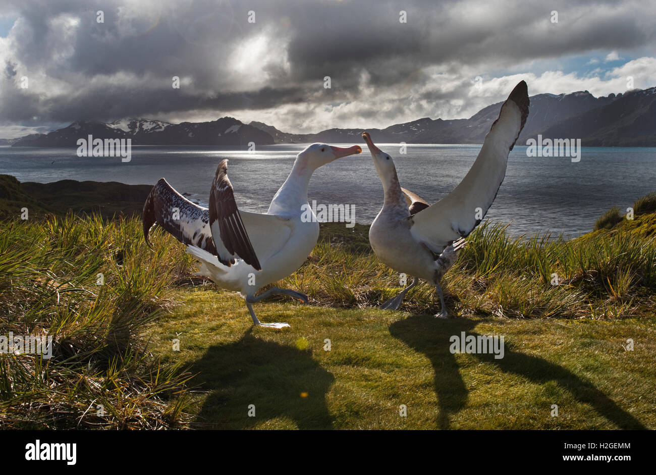 Wandering Albatross diomeda exulans displaying on Albatross Island Bay ...