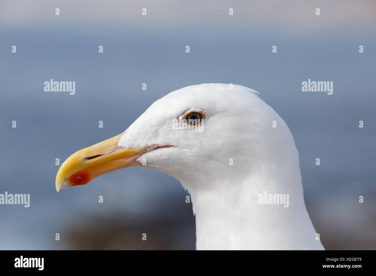 Close up view of gull hi-res stock photography and images - Alamy