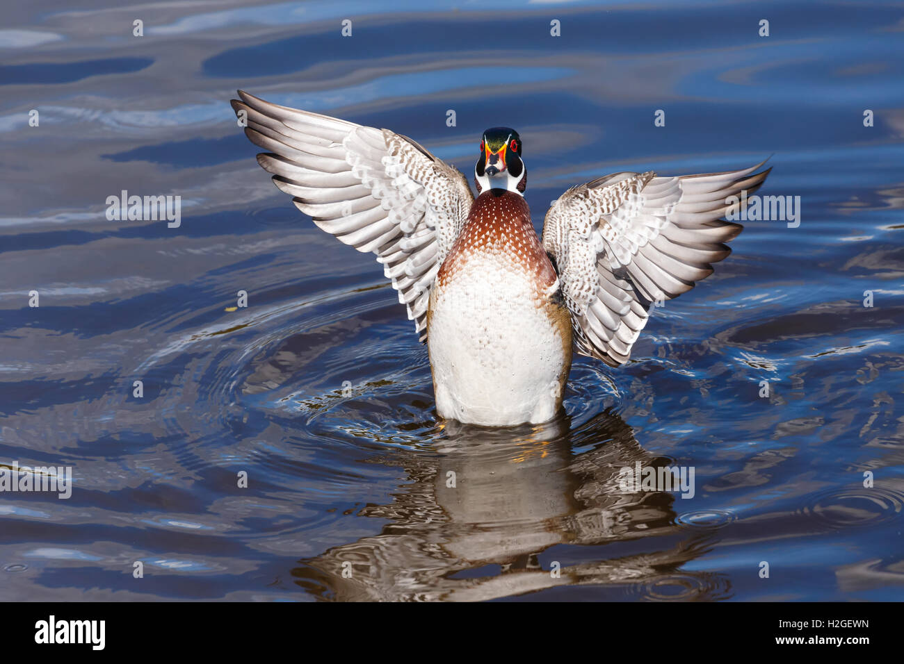 Male Wood Duck Floating in the water Stock Photo - Alamy