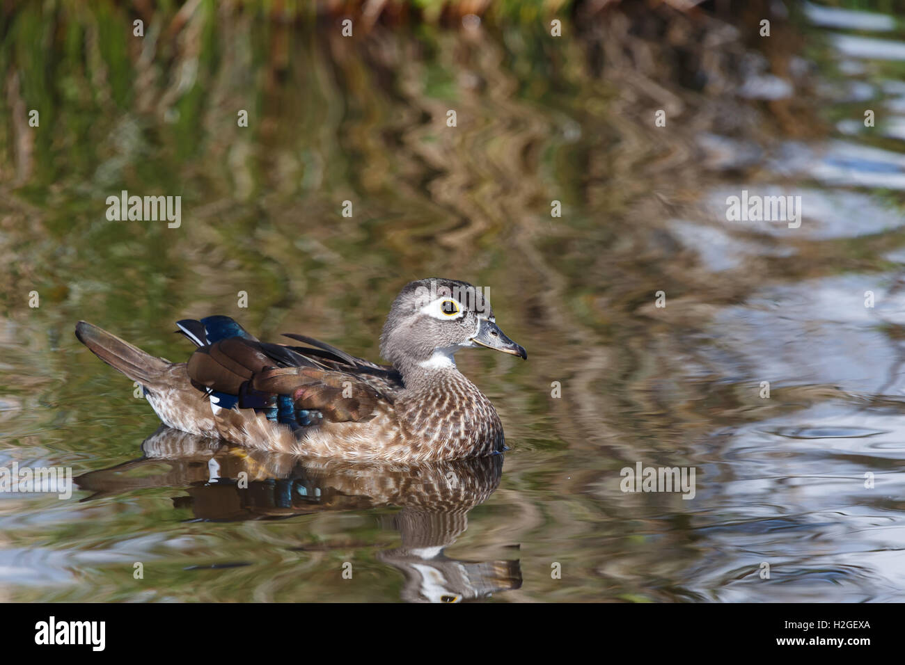 female Wood Duck Floating in the water Stock Photo - Alamy
