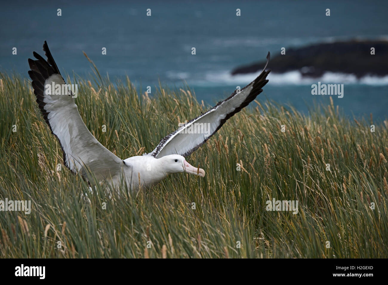 Wandering albatross taking off hi-res stock photography and images - Alamy