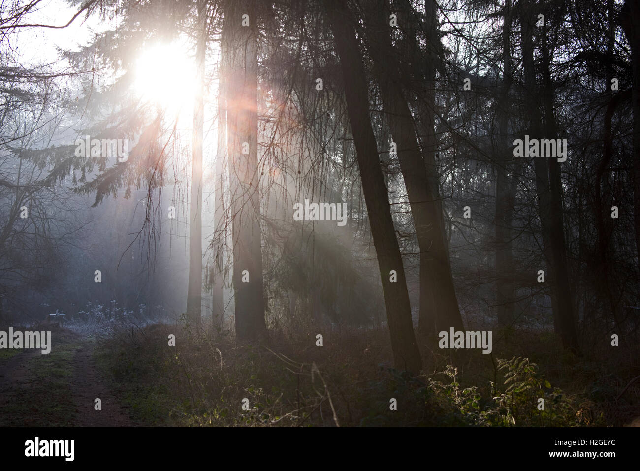 Cold misty morning in woodland at Kettlestone North Norfolk Stock Photo ...