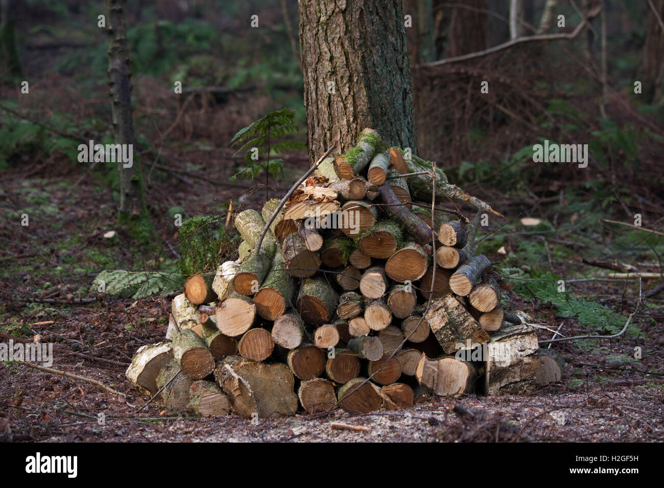 Log pile in woodland Norfolk winter Stock Photo - Alamy