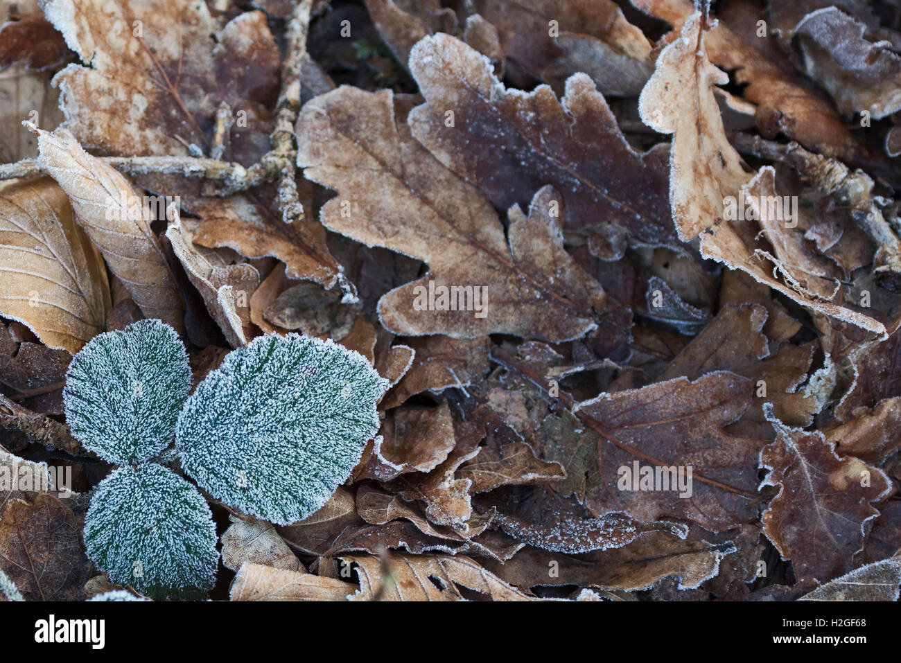 Bramble leaf hi-res stock photography and images - Alamy