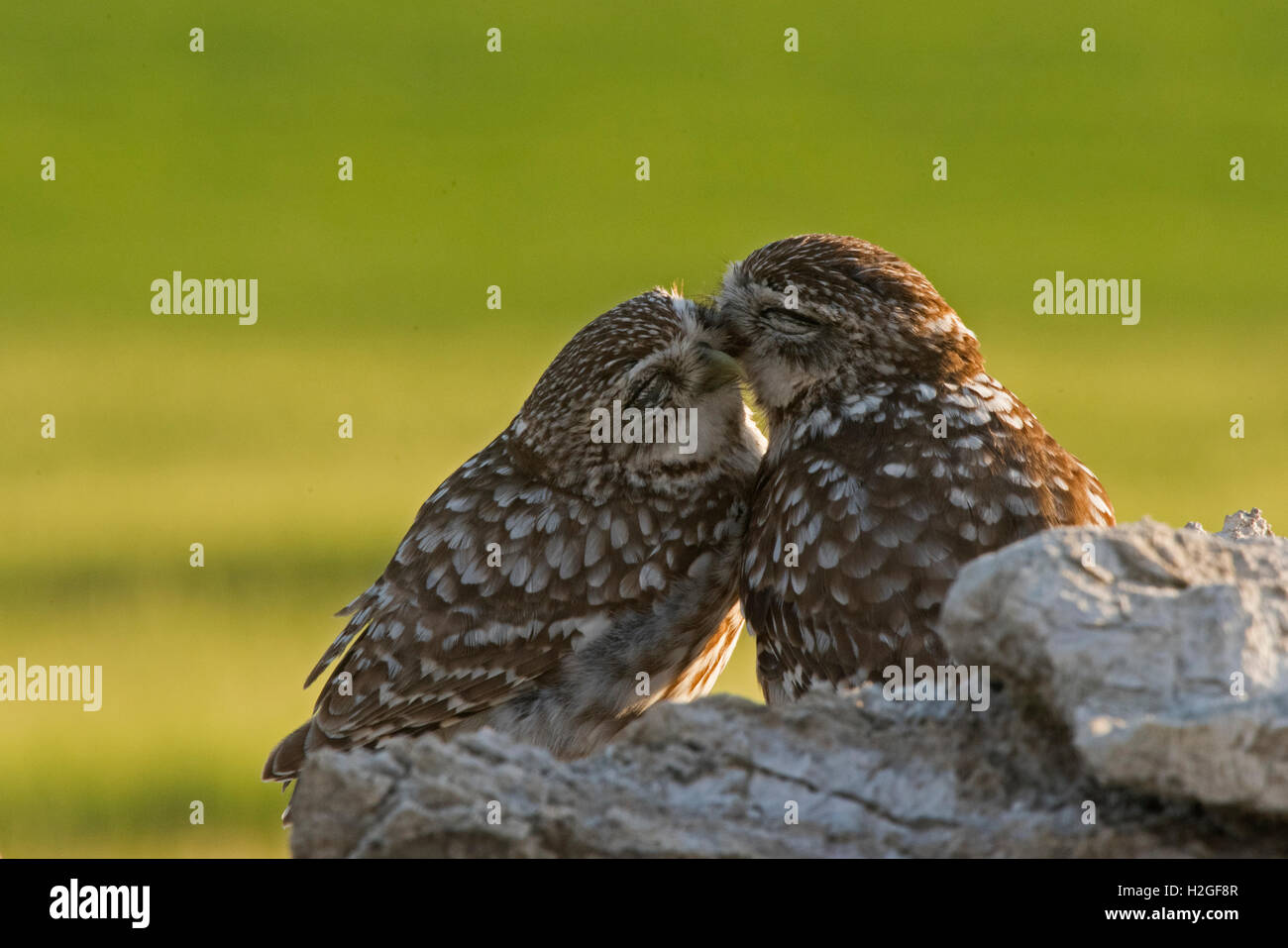 Little Owl Athene noctua pair allopreening prior to mating Montgai ...