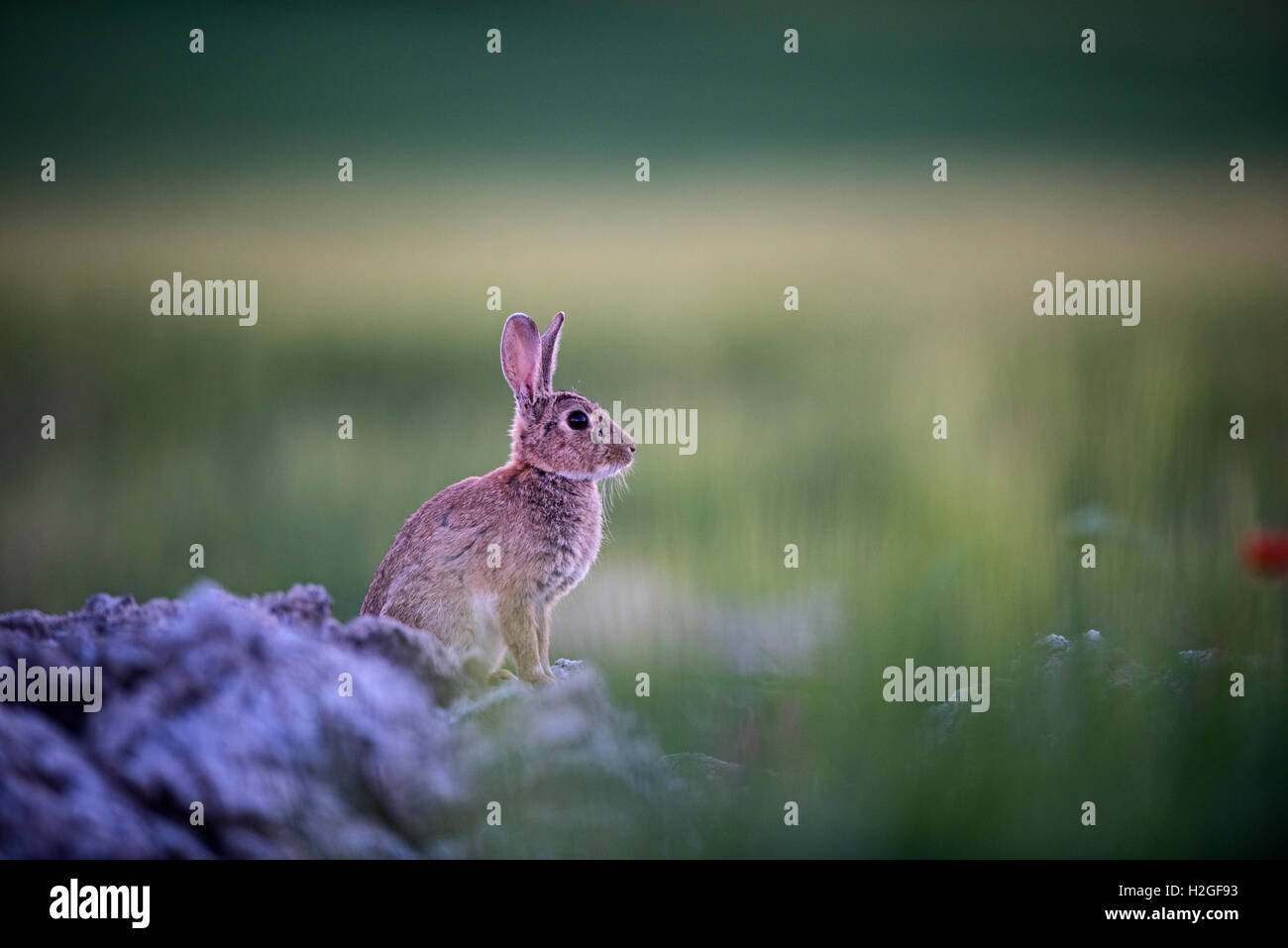 European Rabbit Oryctolagus cuniculus Catalonia Spain Stock Photo - Alamy
