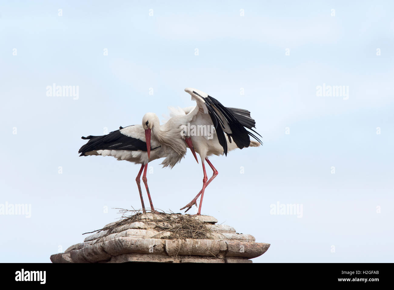 Stork bird displaying nesting breeding alfaro spain hi-res stock ...