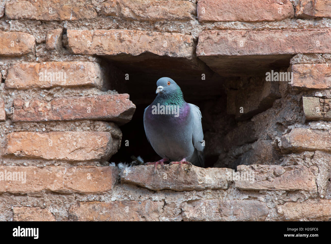 Pigeon hole hi-res stock photography and images - Alamy