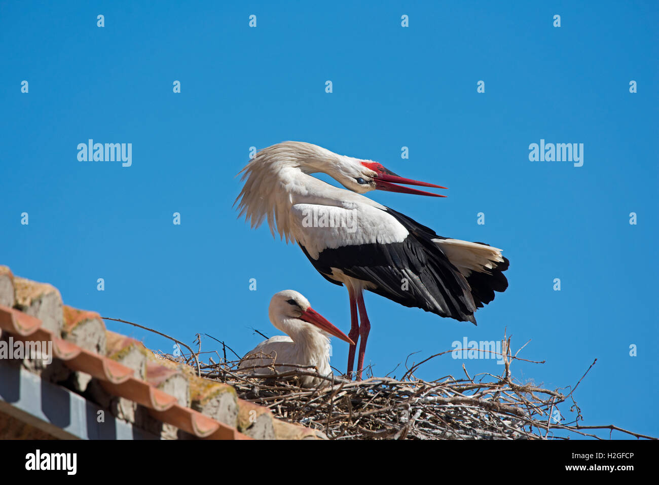 Stork bird displaying nesting breeding alfaro spain hi-res stock ...