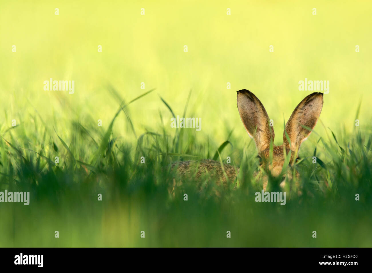 Brown Hare Lepus europaeus resting in corn field in early summer ...