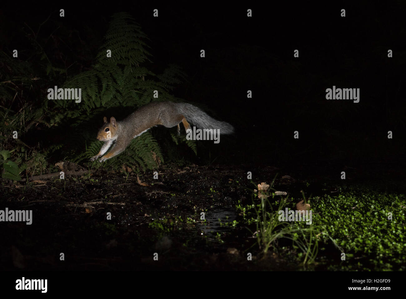 Sciurus carolinensis leap hi-res stock photography and images - Alamy