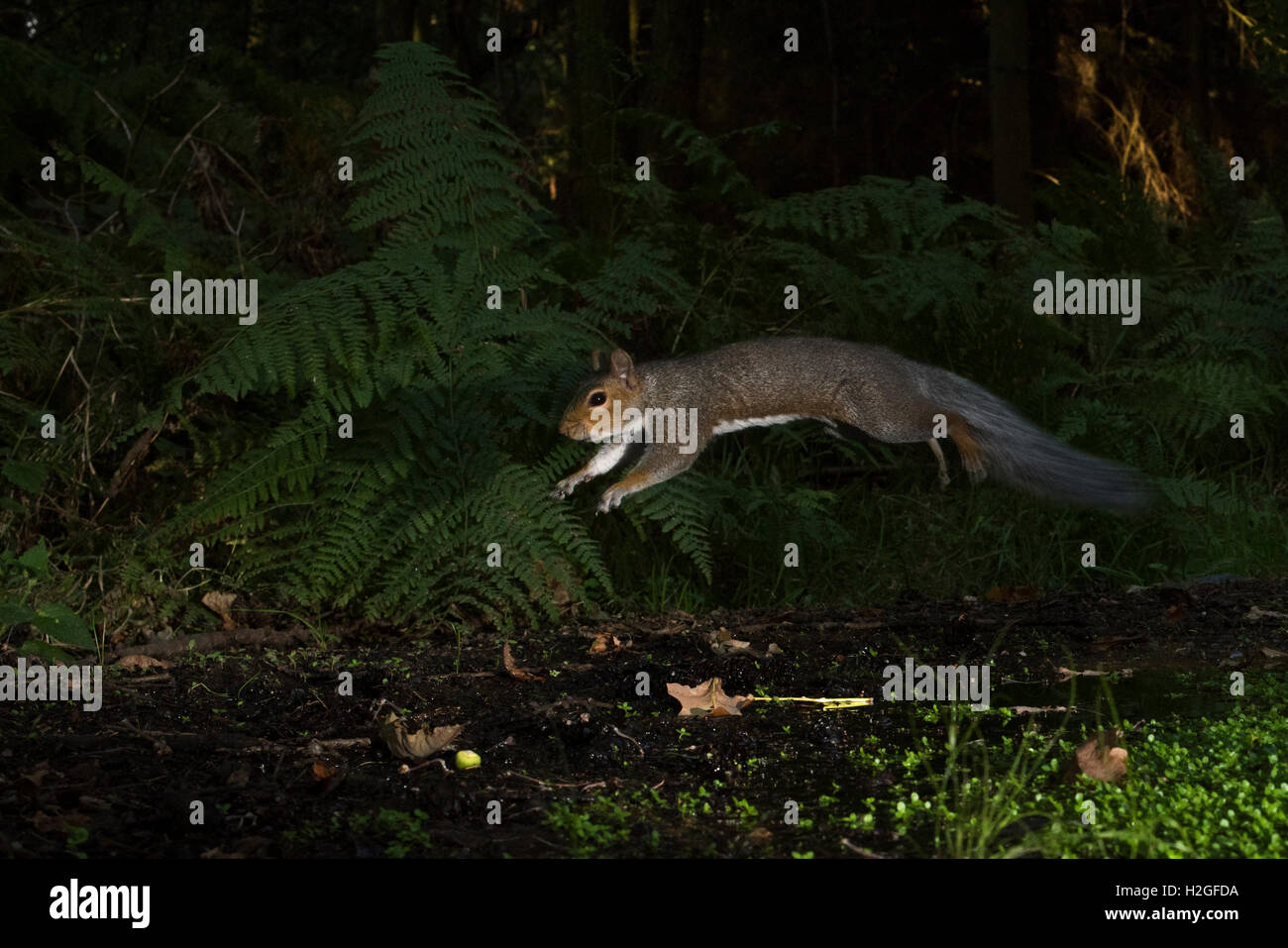 Grey Squirrel Sciurus carolinensis leaping across marshy ground Norfolk ...
