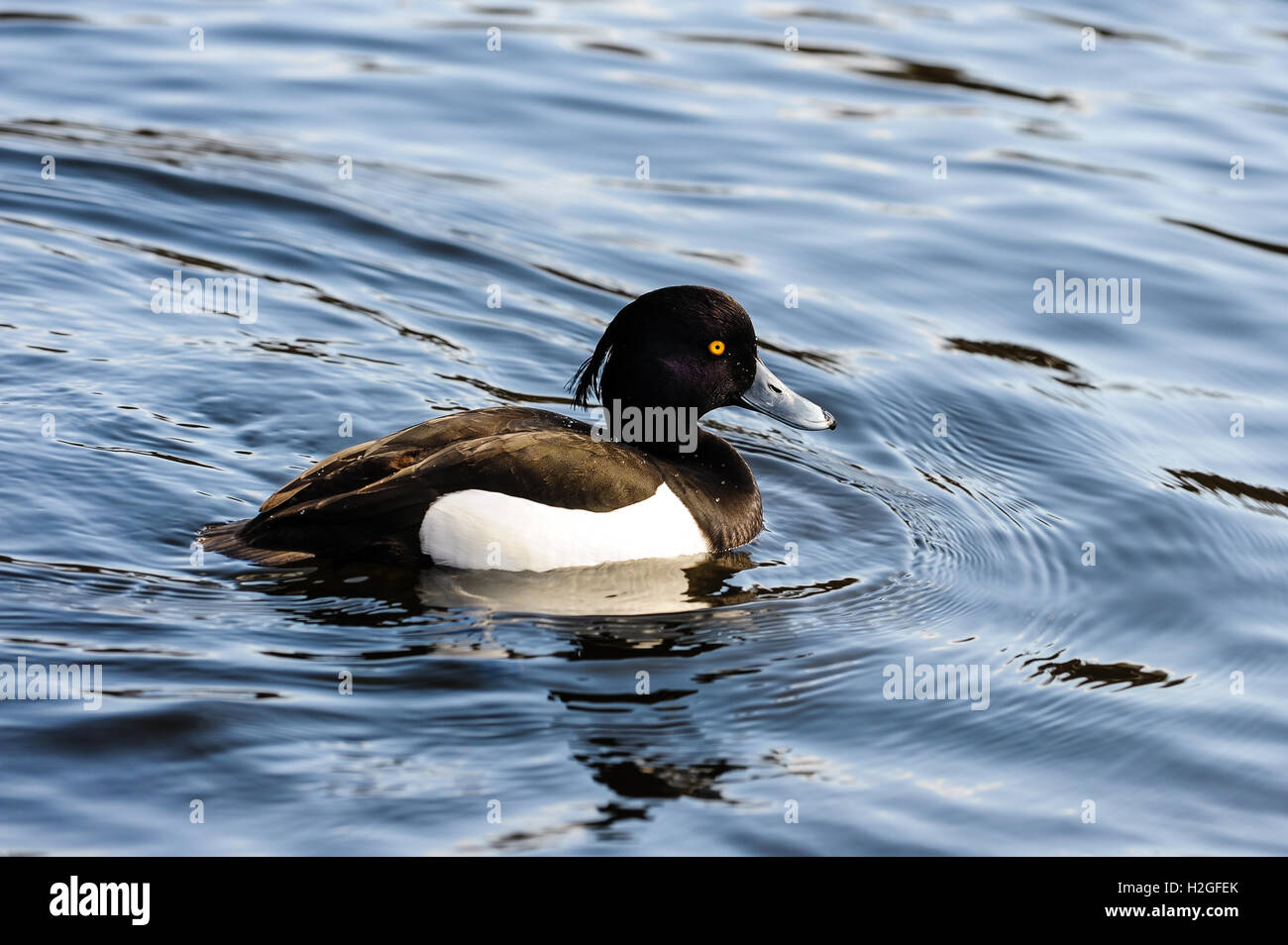 Mosvannet hi-res stock photography and images - Alamy