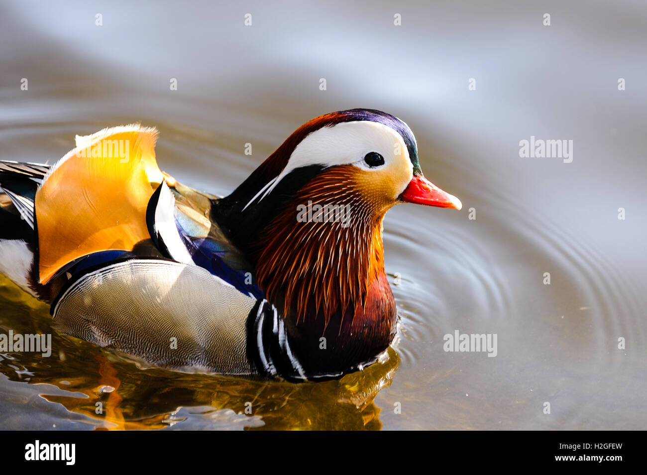 Norwegian duck hi-res stock photography and images - Alamy