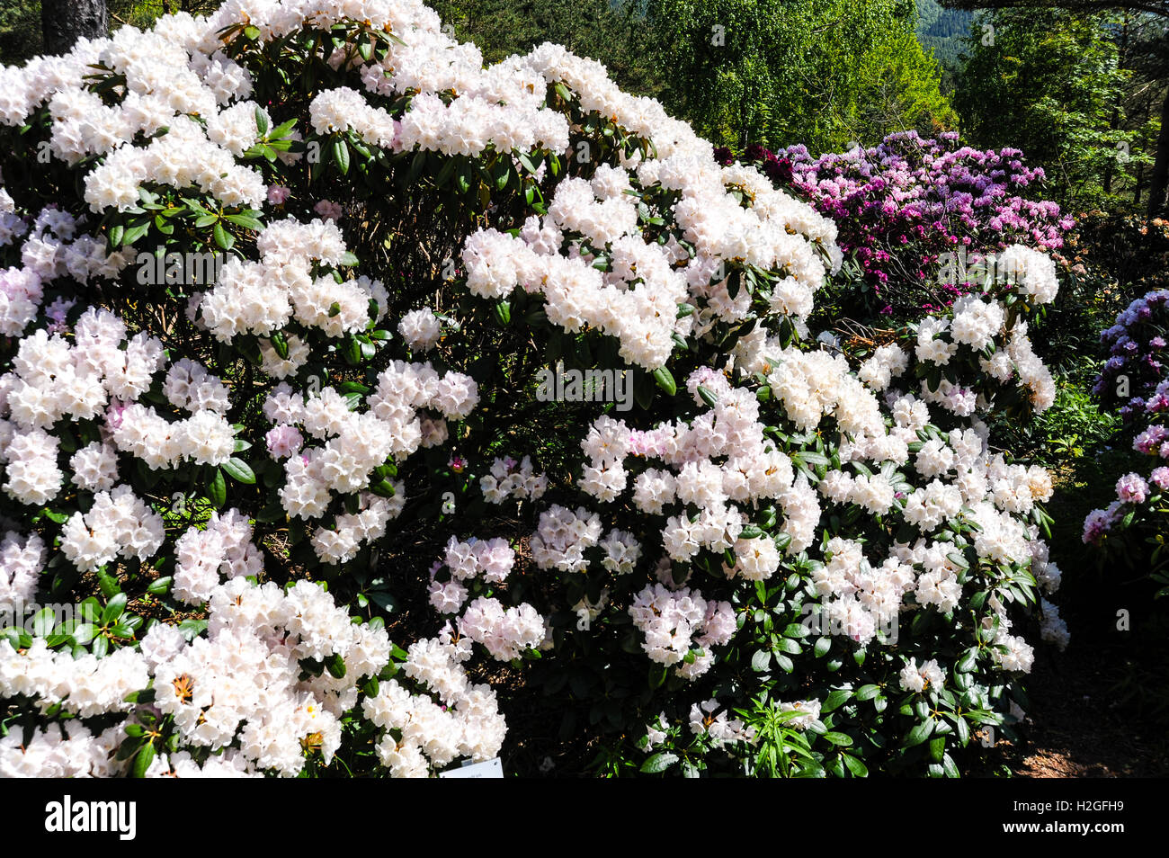Norway, Sandnes. Rhododendron in Rogaland Arboret Stock Photo - Alamy