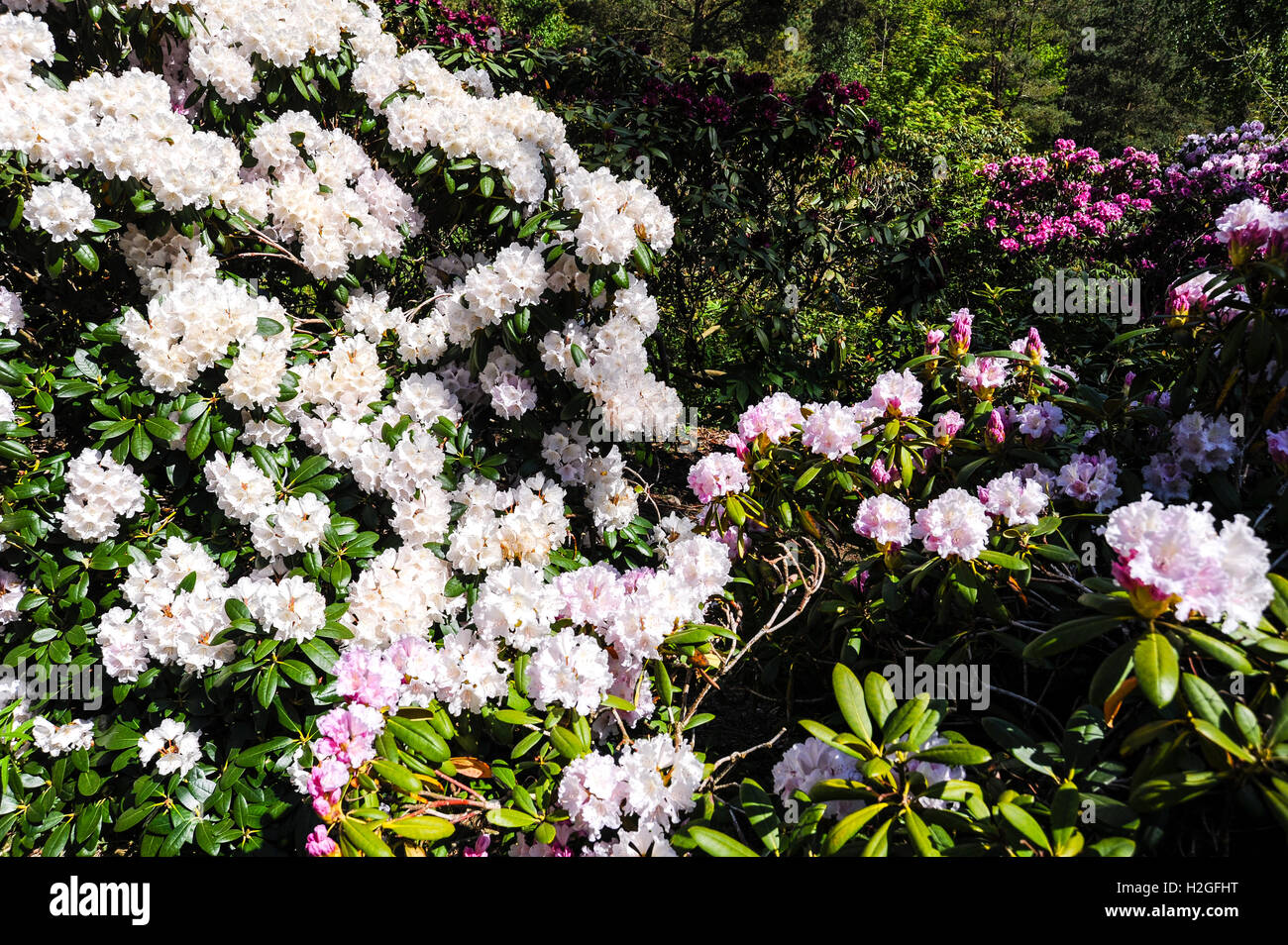 Woody plants hi-res stock photography and images - Alamy