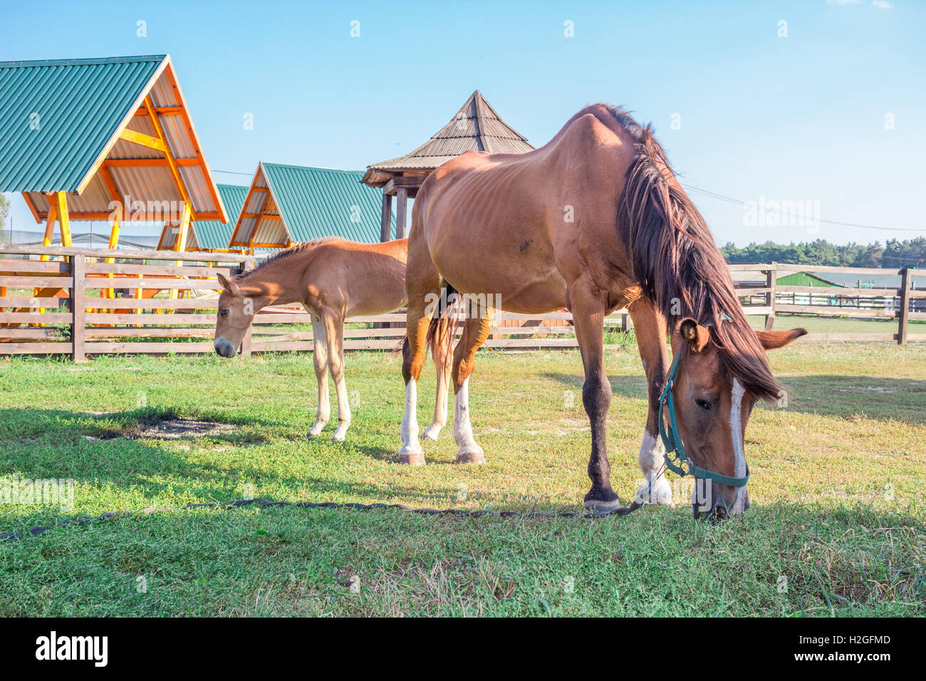 Little horse foal and its mother feed on green grass at farm ...