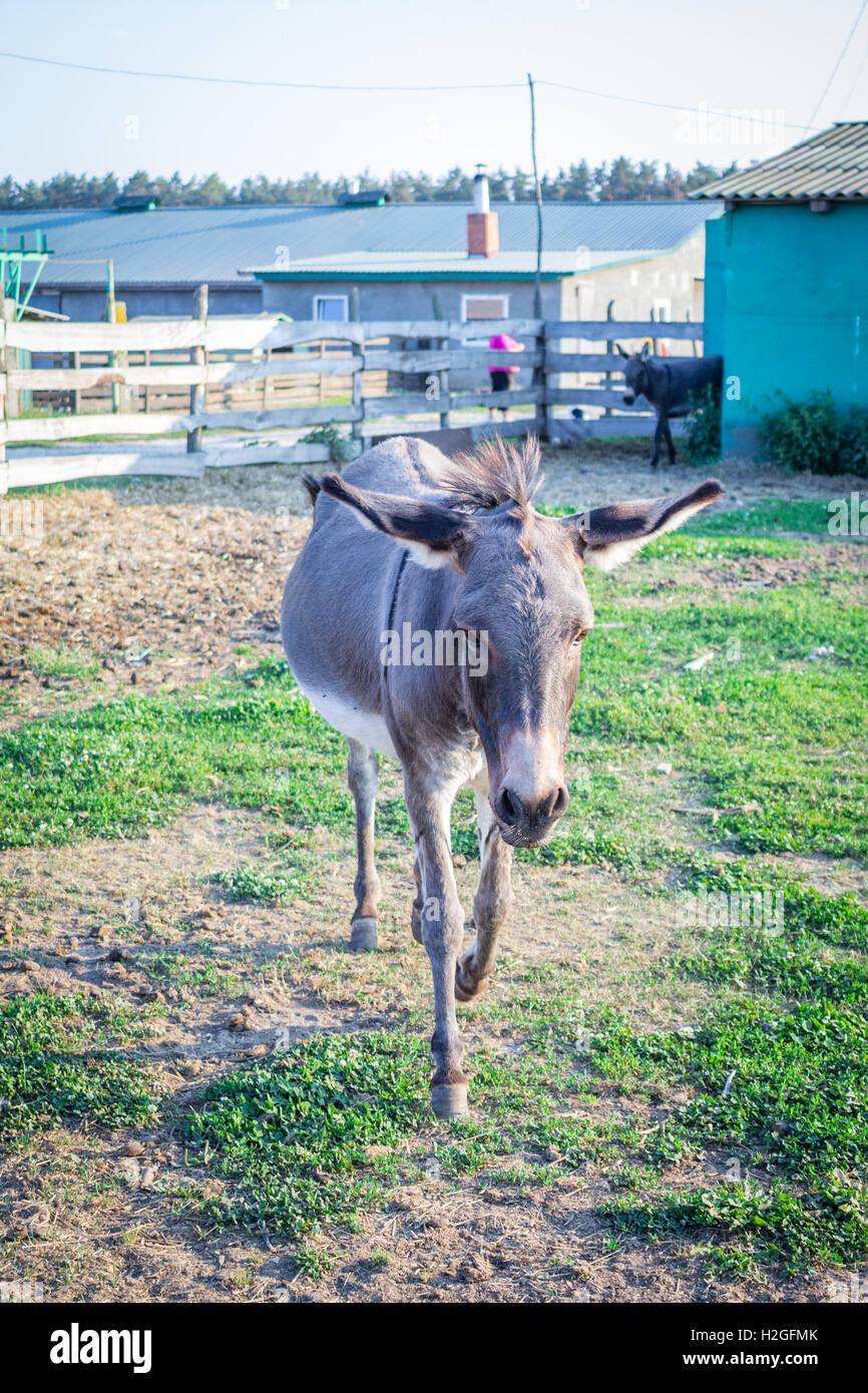 Donkey feeds and walks at animal farm countryside Stock Photo - Alamy